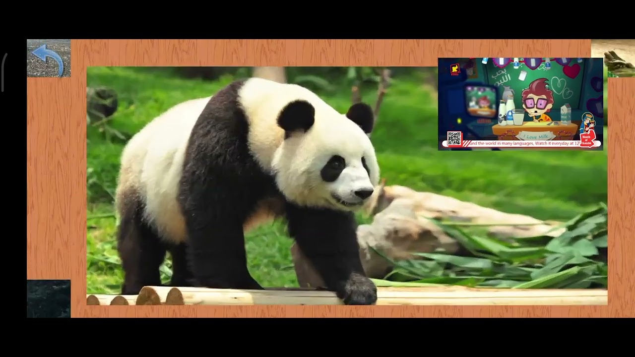 CLEVERBIT Animal kids - YouTube