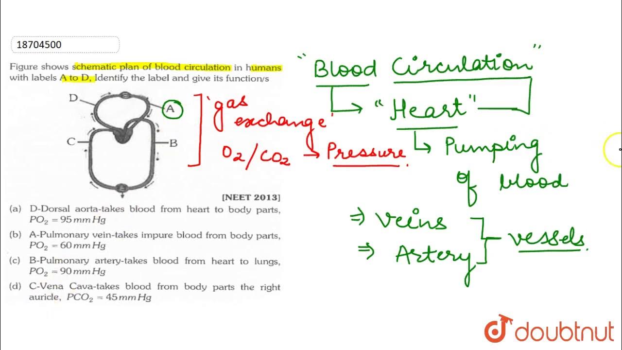 Figure shows schematic plan of blood circulation in humans with labels ...