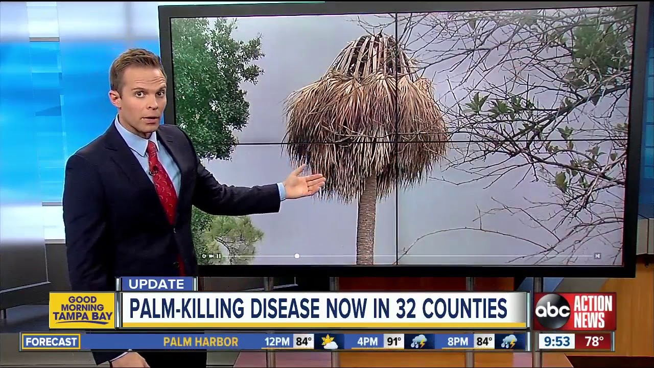 Florida's iconic palm trees threatened by invasive disease - YouTube