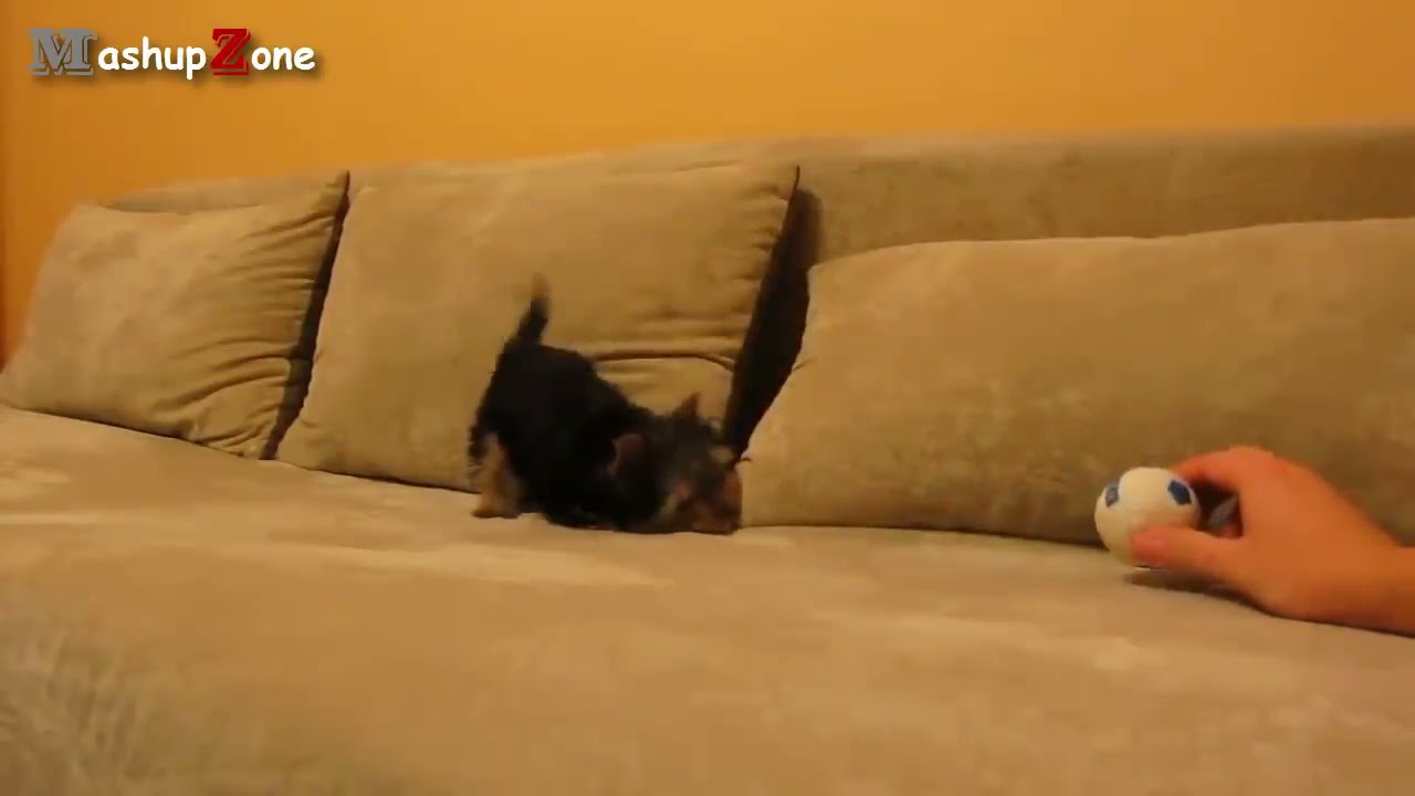 Funny Dogs Barking A Funny Dog Barking Videos - YouTube