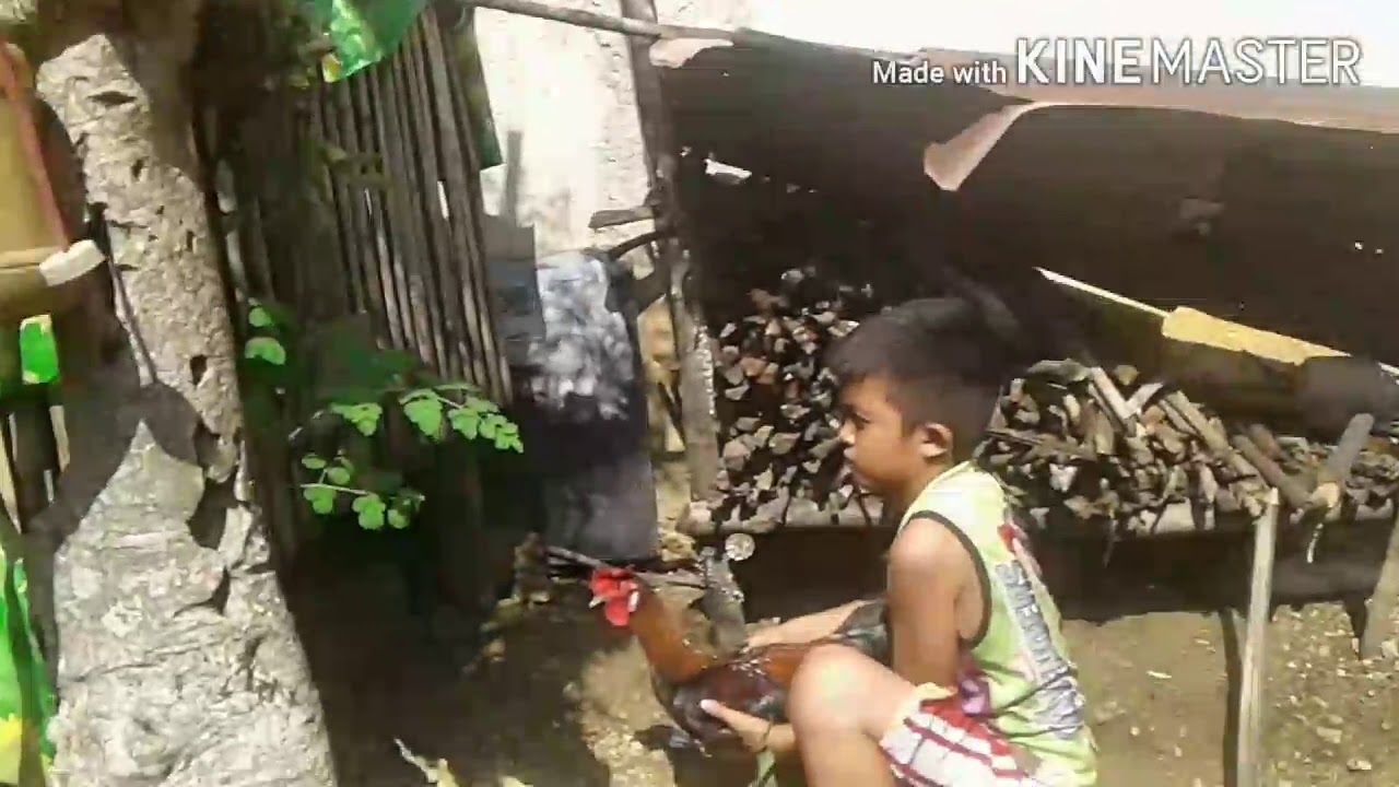 ANG AKONG MANOK - YouTube