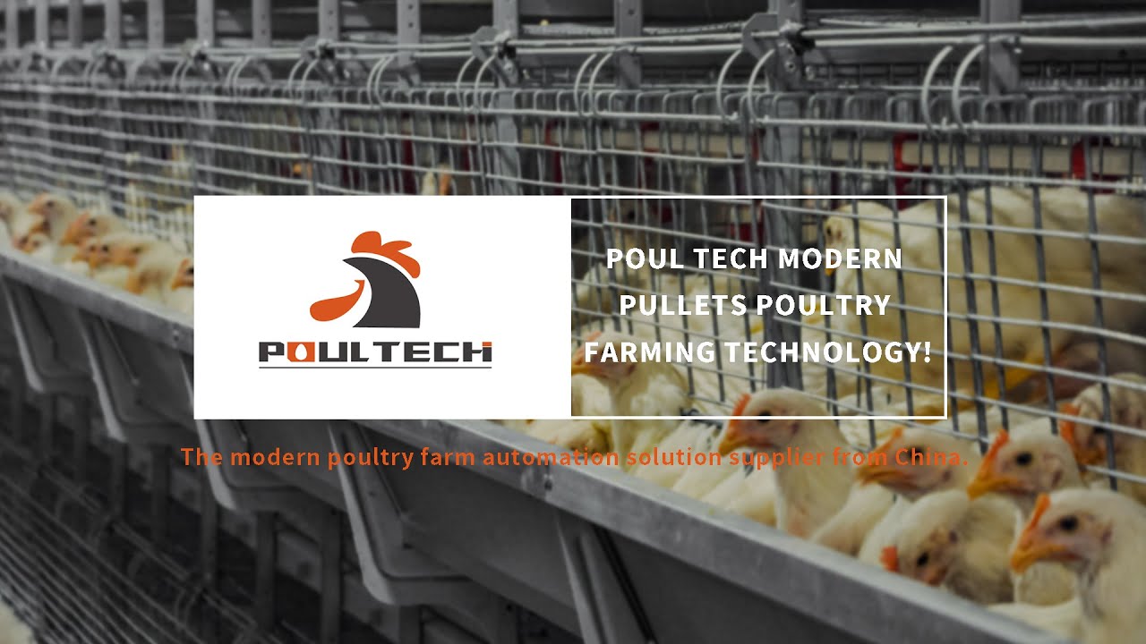 POUL TECH™ Poultry Farm Project. Amazing Modern Chicks Poultry Farming Technology! - YouTube
