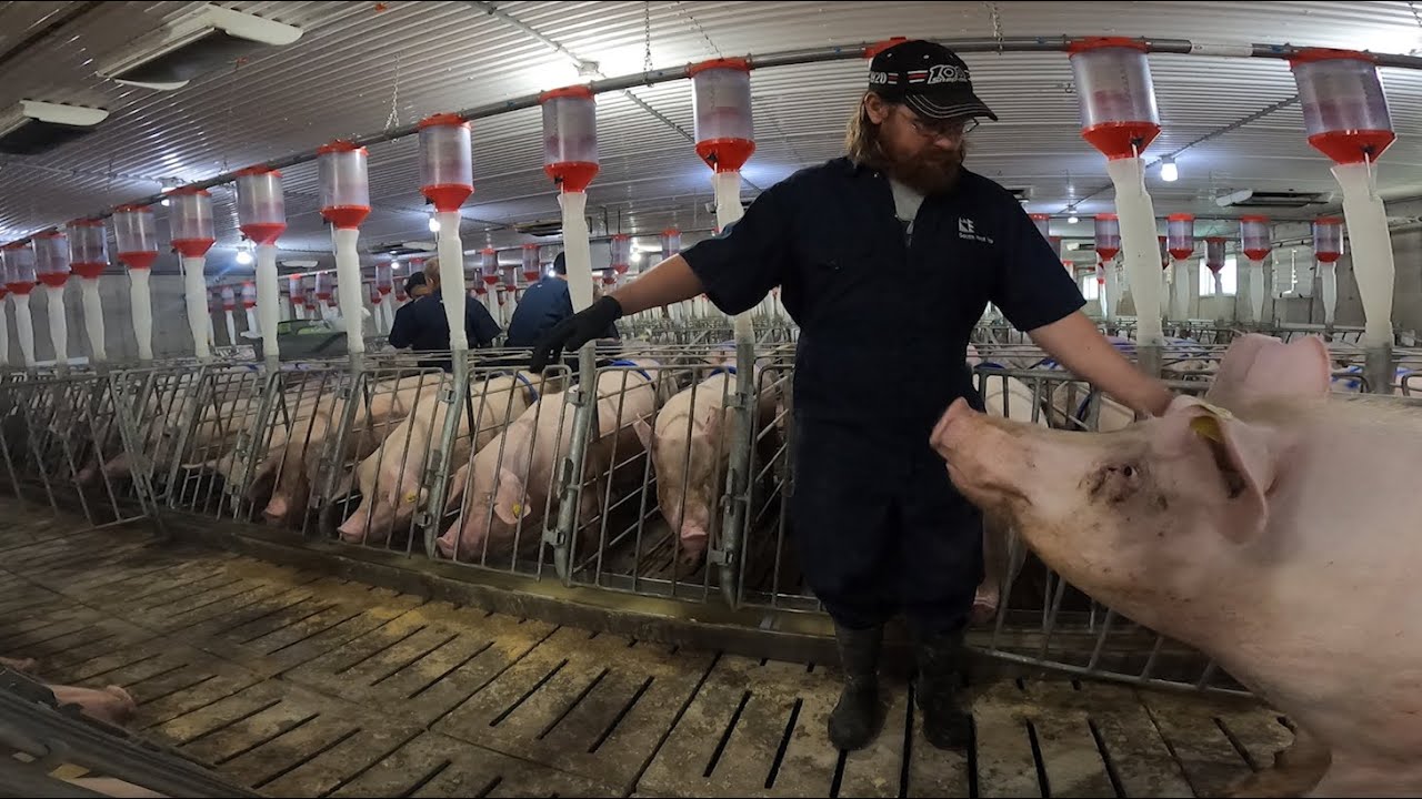 Breeding Sows and Harvesting Wheat - YouTube