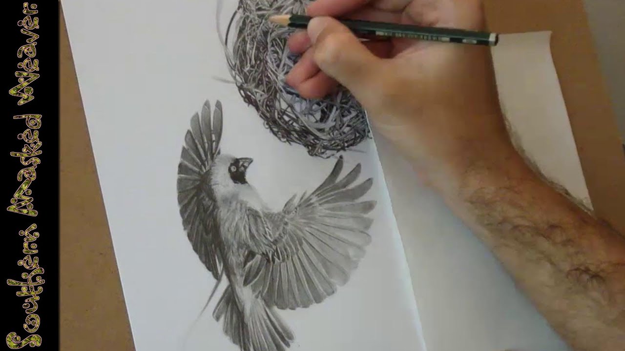 Southern Masked Weaver Drawing ᴴᴰ - YouTube