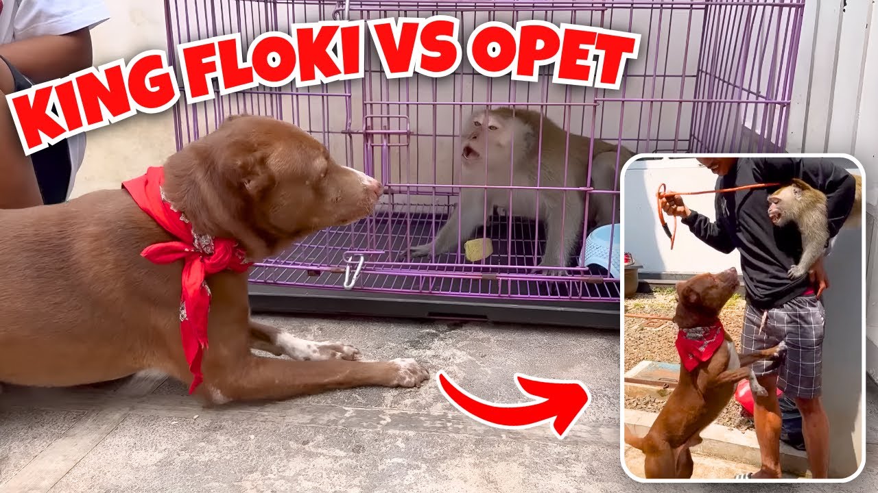 SI OPET NYER4Ngg King Floki ‼️ MONYET MAKAN ESCREAM - YouTube