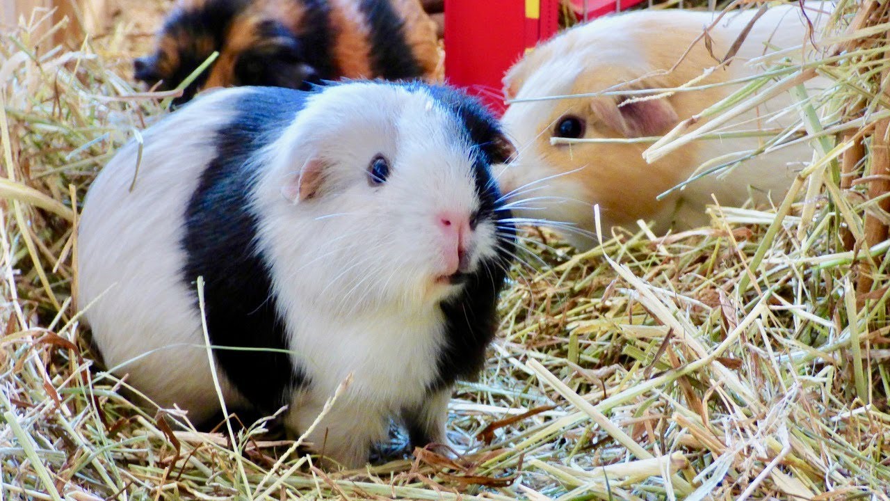 Common Guinea Pig Questions - YouTube
