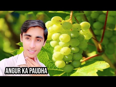 Angur ke paudhe || Pakistani Angur || 😍 - YouTube