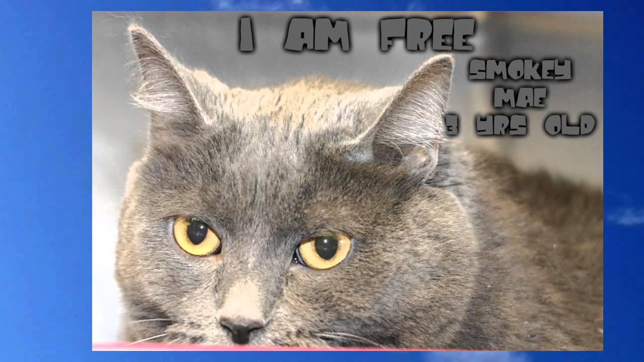 RESCUE ME --- SAFE HARBOR HUMANE SOCIETY - YouTube