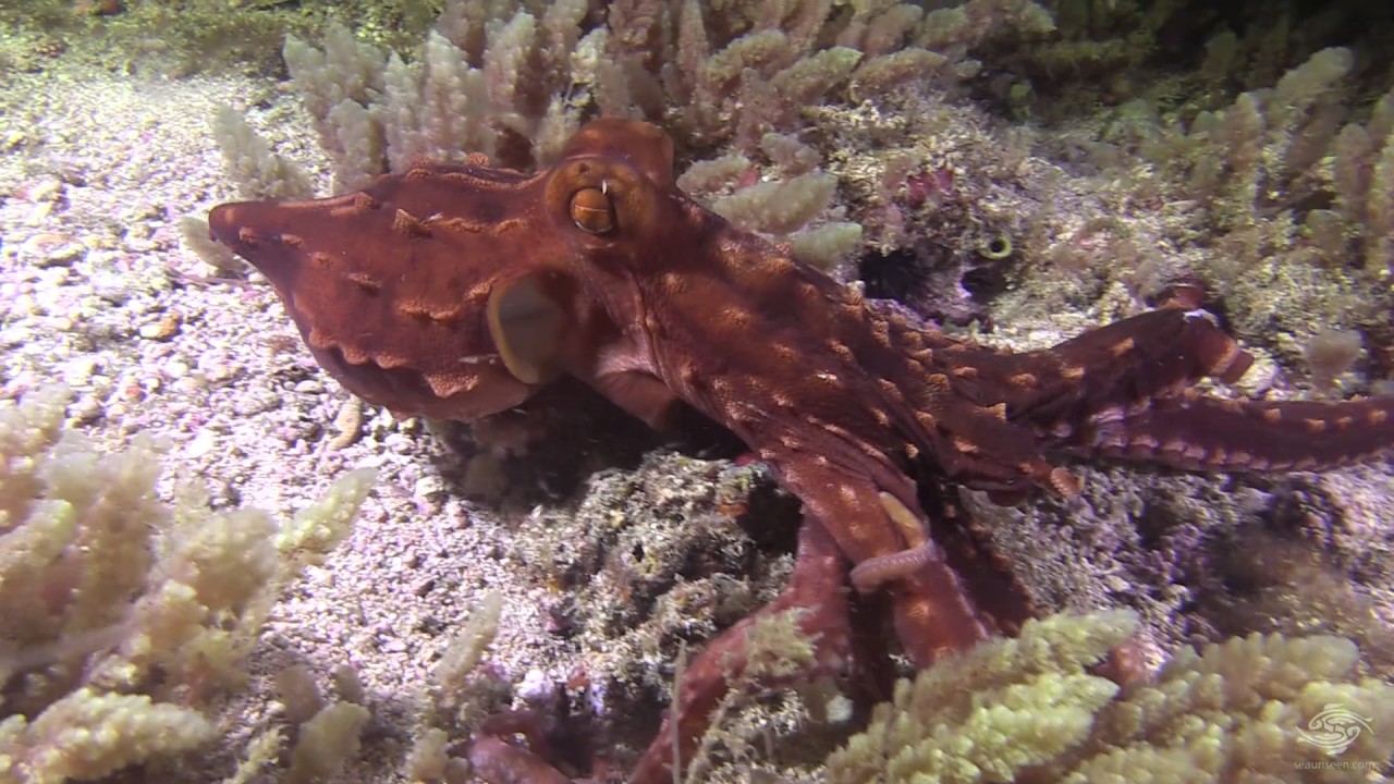 Octopus out for an evening stroll - YouTube
