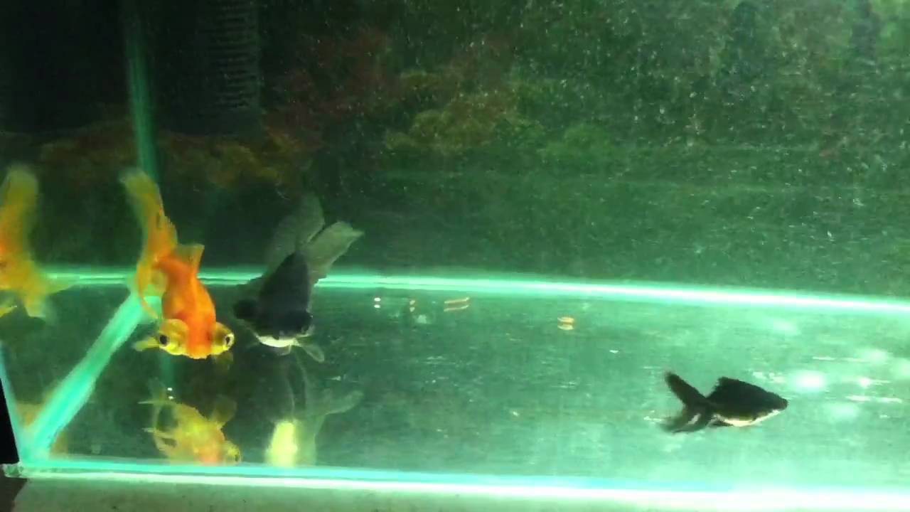 IMG 2081 YouTube IMG 2081 YouTube