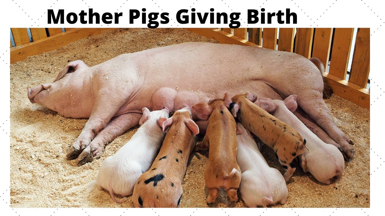 Awesome Mother Pigs & Their Piglets - A MUST SEE (pig delivery) - YouTube