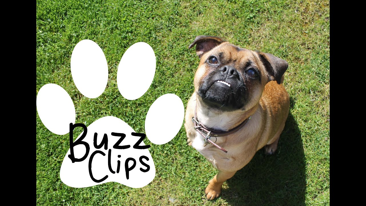 Buzz Clips Take 2 - YouTube