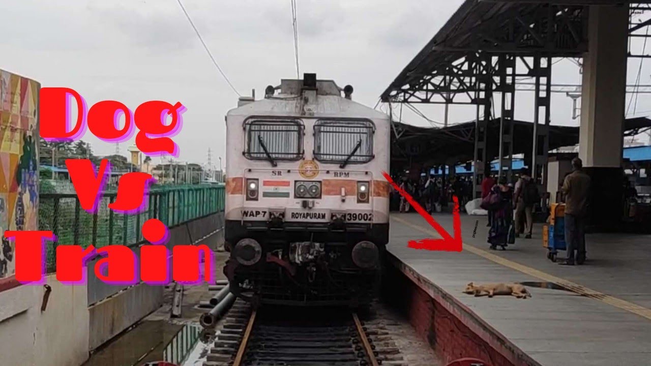 Dog vs Train | Animal funny video | Animal funny moments | Compilation ...