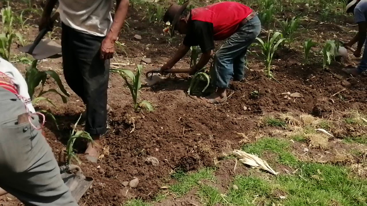 Como aporcar maíz - YouTube