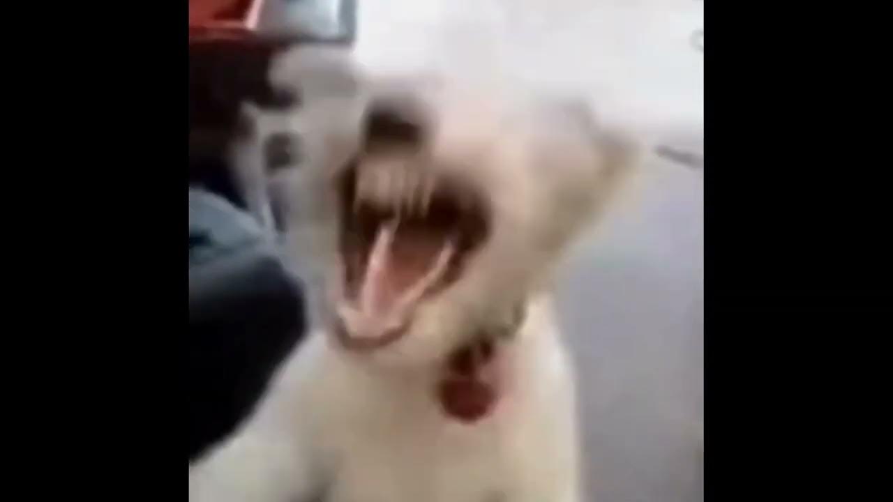 Perro Riéndose Como Army - YouTube