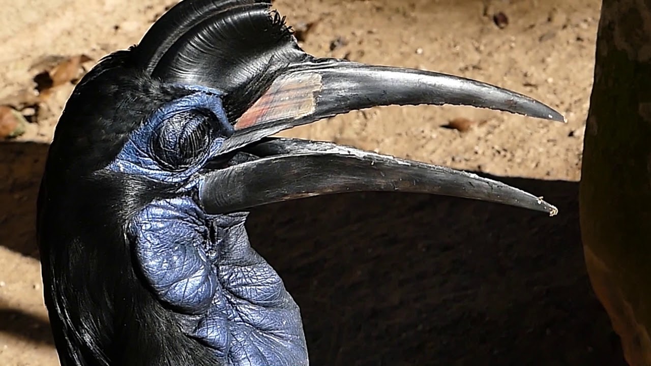 animal selvagem CALAU TERRESTRE OLHAR fauna africana ave silvestre ...