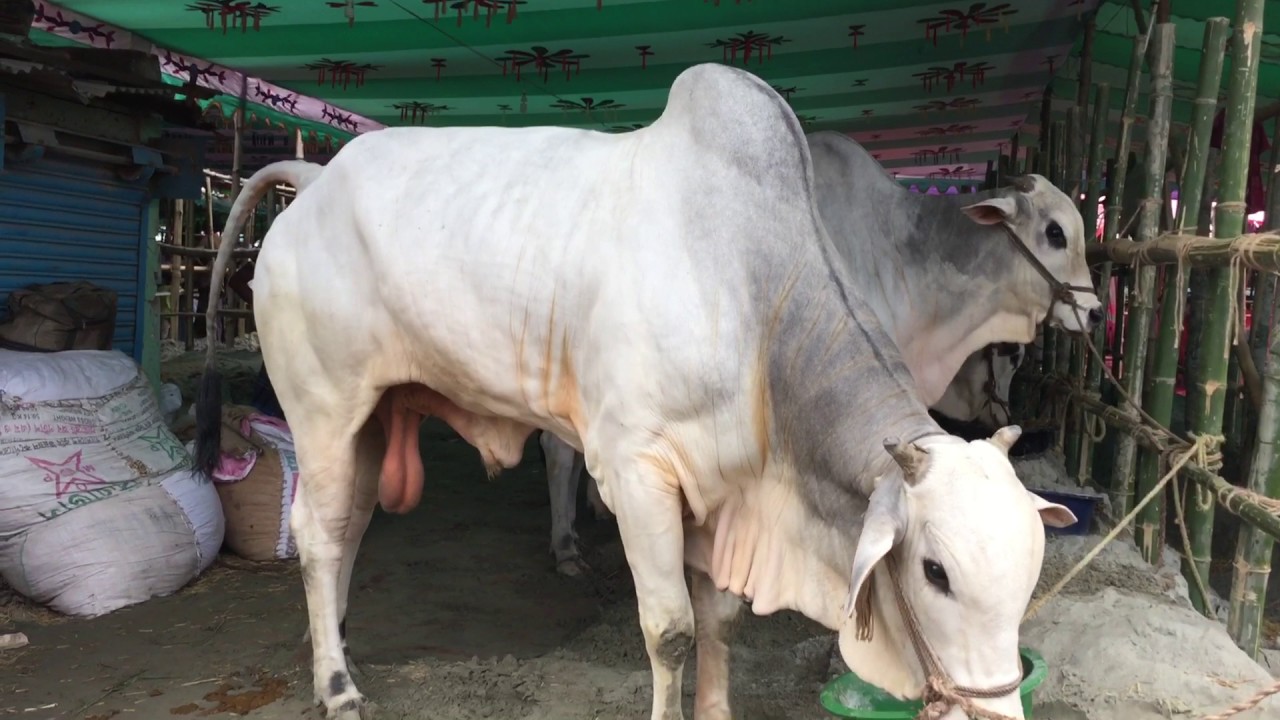 Huge Huge Big Shibbi Bull at Gabtoli Cow Haat In 2016. - YouTube