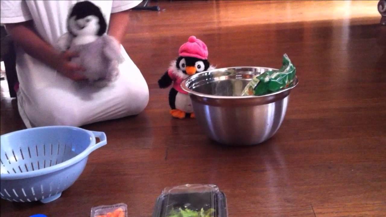 Penguin Cooking YouTube penguin-cooking-youtube