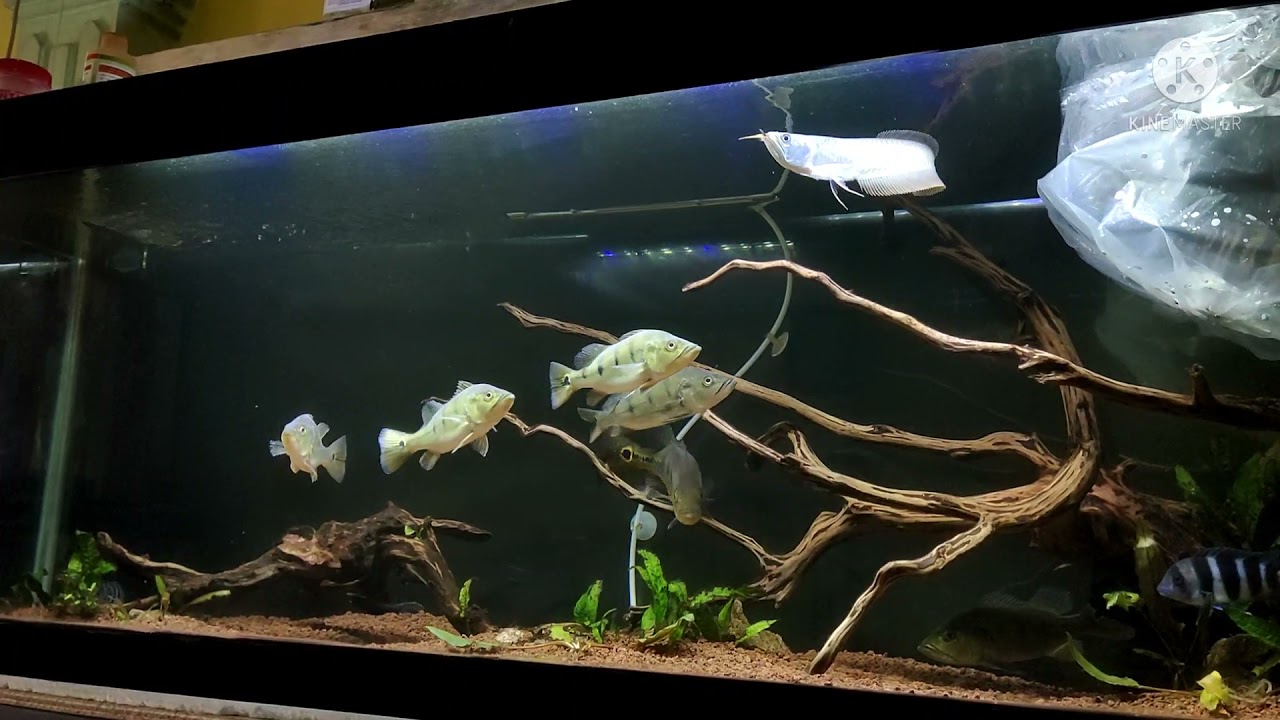 PENGHUNI BARU IKAN DATZ SILVER SIZE 13CM DI TANK BIOTOPE PREDATOR - YouTube
