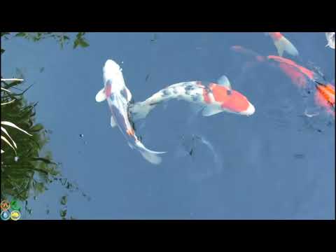 Earth, Water, Air, Fire: 🐠 Koi FISH in a pond video with calm music for ...