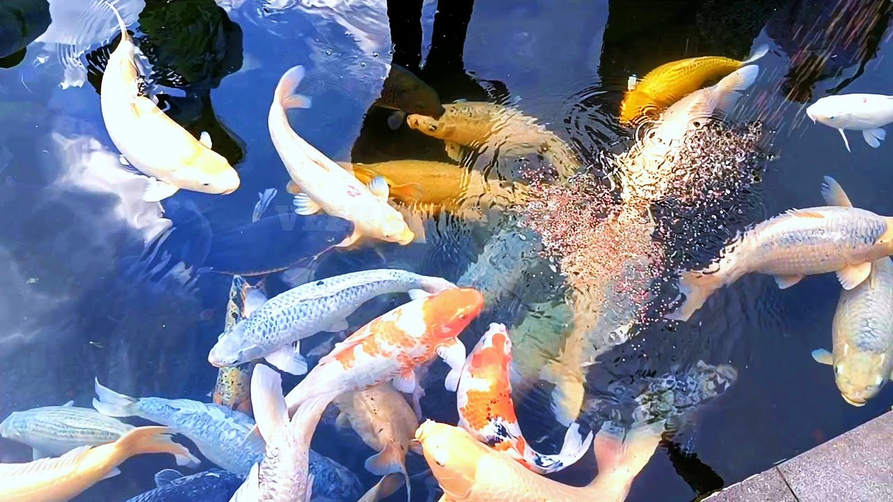 Fish aquarium | Tirta Gangga Water Garden (Taman Tirtagangga)in ...