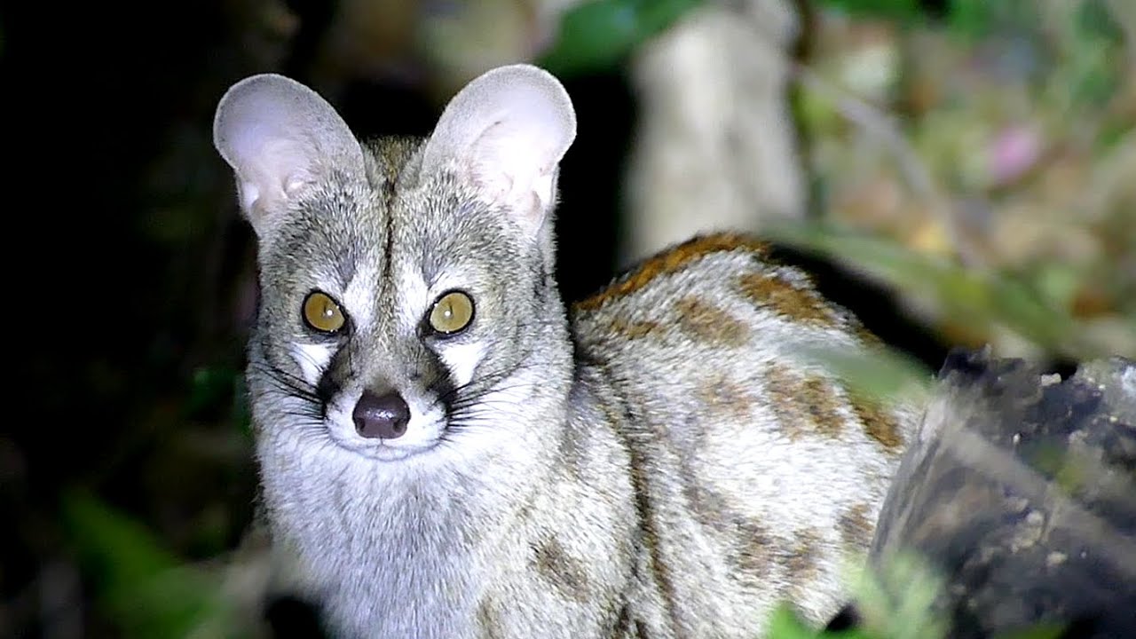Beautiful Genet in Kruger Park - YouTube