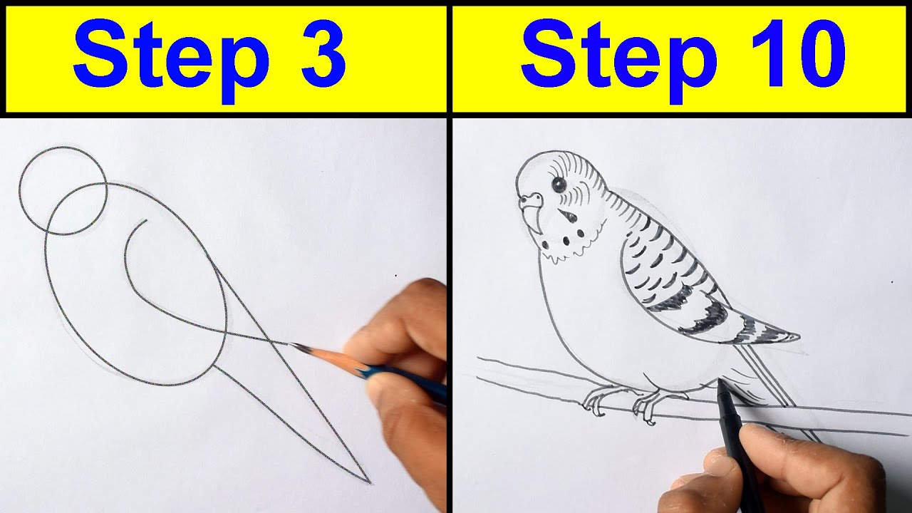 Draw a Cute Budgie Bird: Pencil Sketch & Sketch Pen Outline | Easy ...