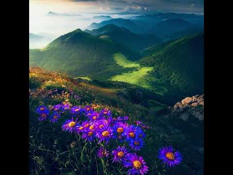 Bîhna gula /   بوی گل   