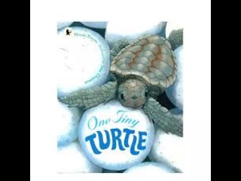 One Tiny Turtle- A1 - YouTube