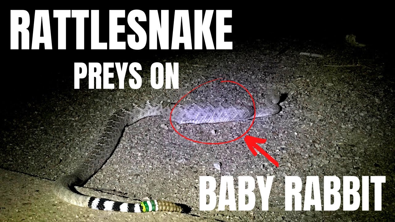 Arizona Western Diamondback (Crotalus atrox) Rattlesnake Eats Baby ...