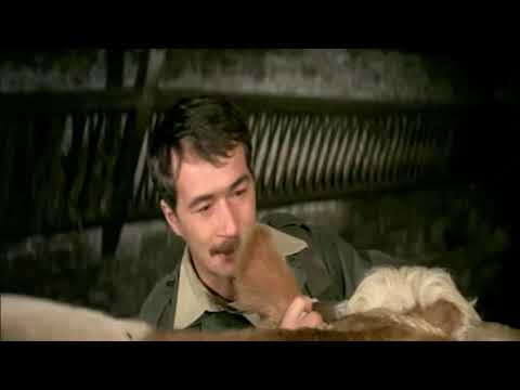 Bažanti jdou do boje - kráva