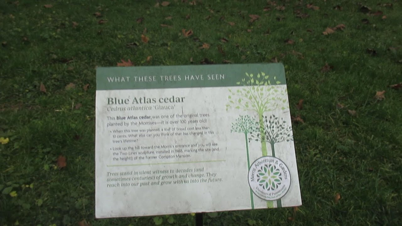 Over 100 years old Cedar tree - YouTube