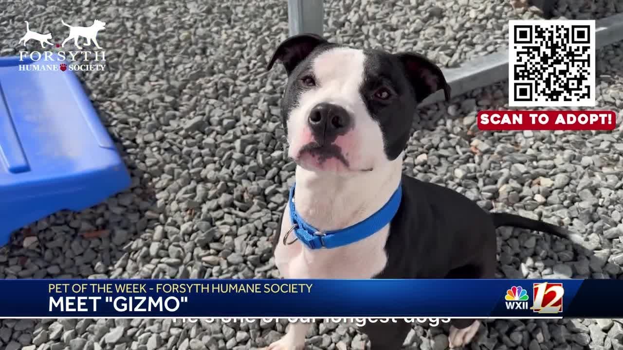Meet Gizmo WXII 12 News' Pet of the Week - YouTube