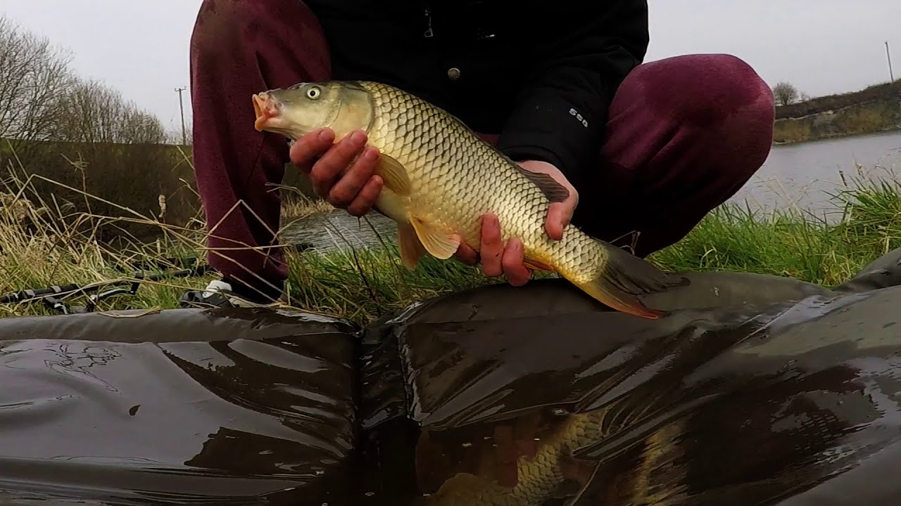Carp fishing in Co. Offaly Ireland. - YouTube
