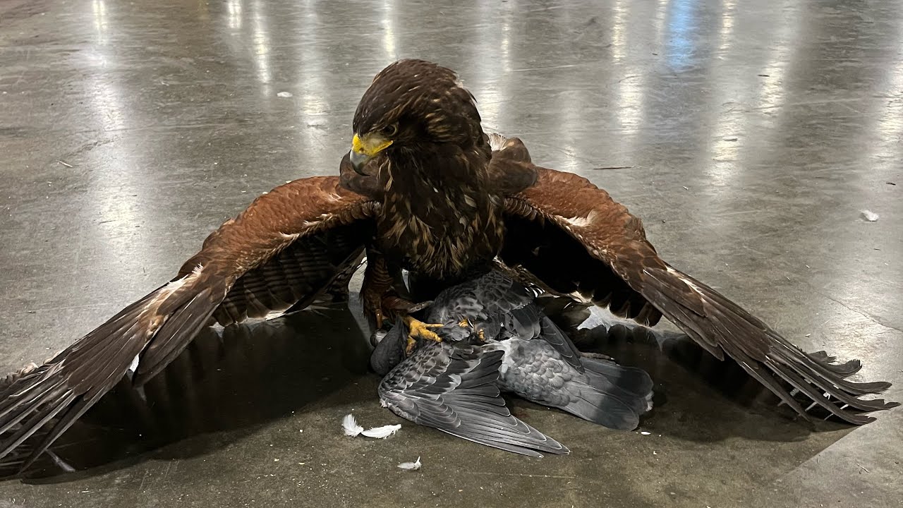 Epic pigeon chases and a amazing sliding catch #falconry #birdsofprey # ...