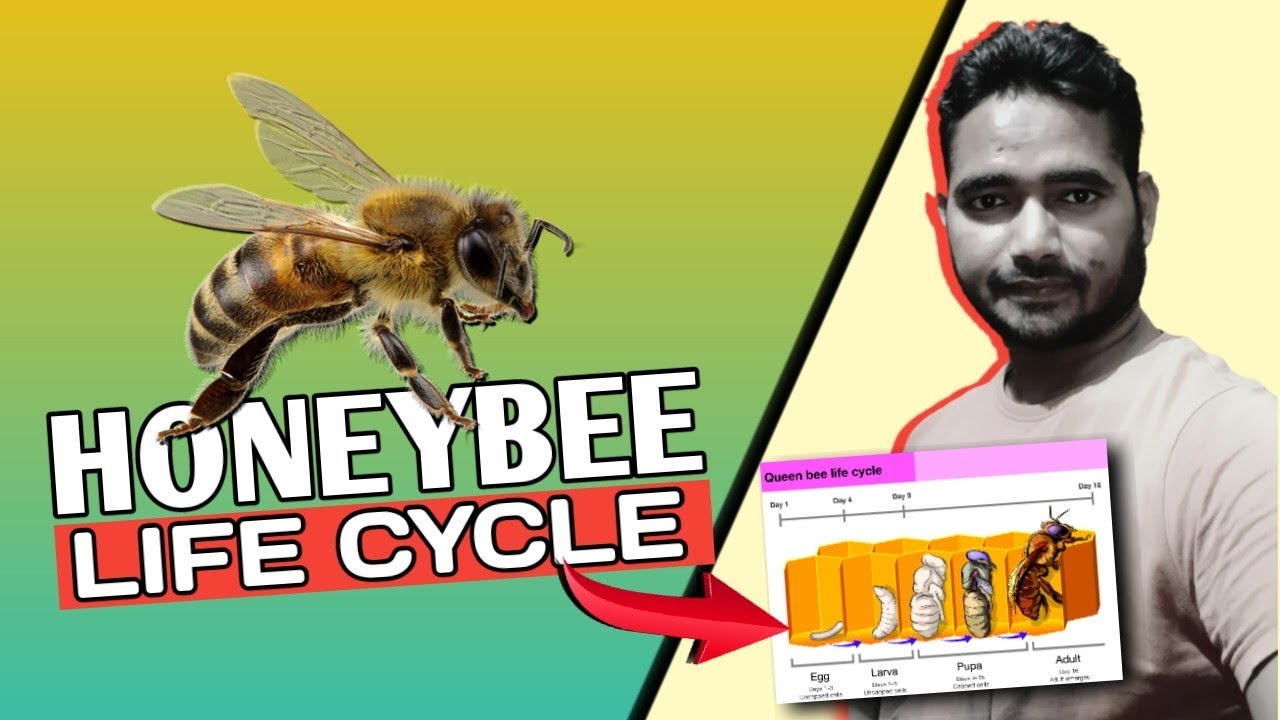HONEYBEE (मधु मक्खी): Life Cycle - Queen - Drone - Workers Bee 🐝 - YouTube