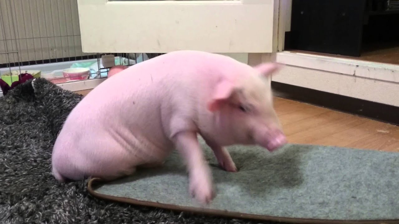 Minipig bubu scarlet 18 ミニブタ - YouTube
