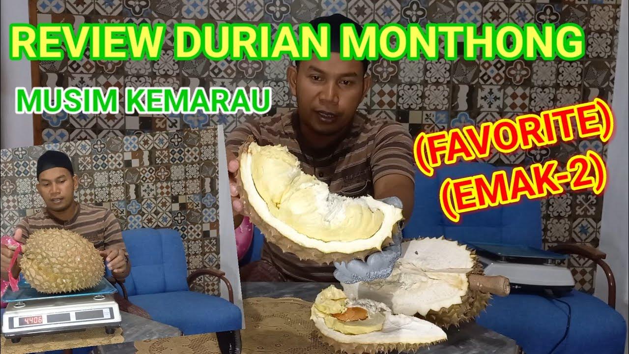 REVIEW DURIAN MONTHONG MUSIM KEMARAU!!! - YouTube