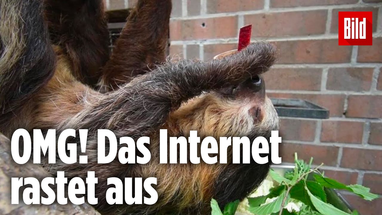 Dieses Faultier zu faul um etwas zu essen - YouTube