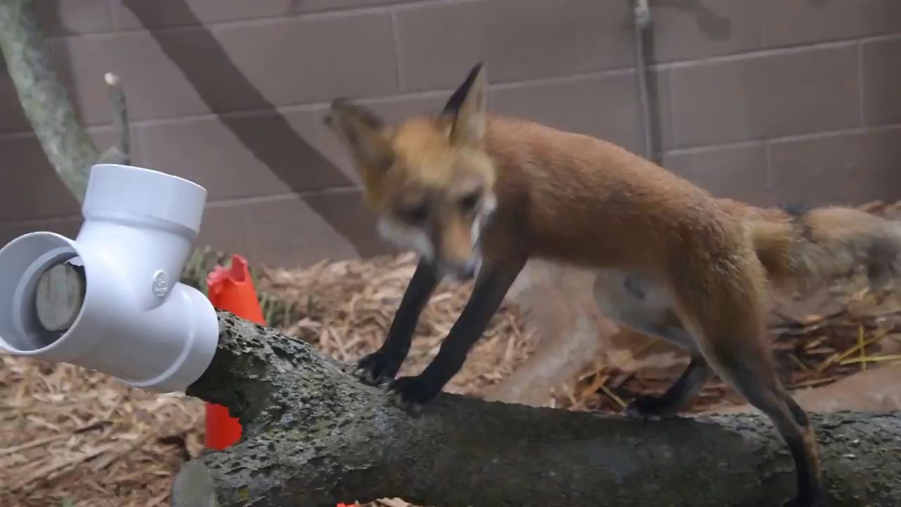 Red fox exploring his exhibit - YouTube