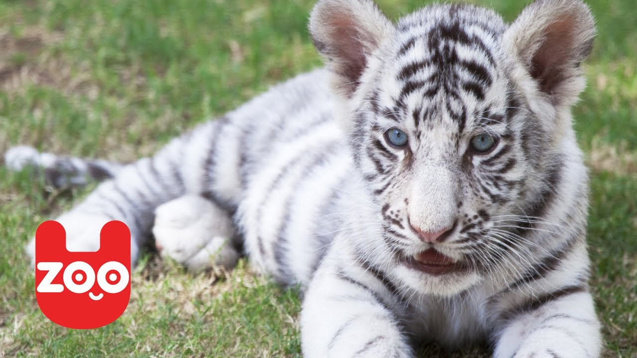 Rare White Bengal Tiger Cub: SO CUTE - YouTube