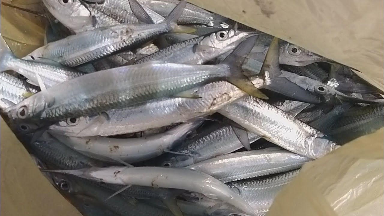 #Catchinghalfbeakfish/ bugiw#RaķkahcornistalkhobarKSA#ArarOfwTv# - YouTube