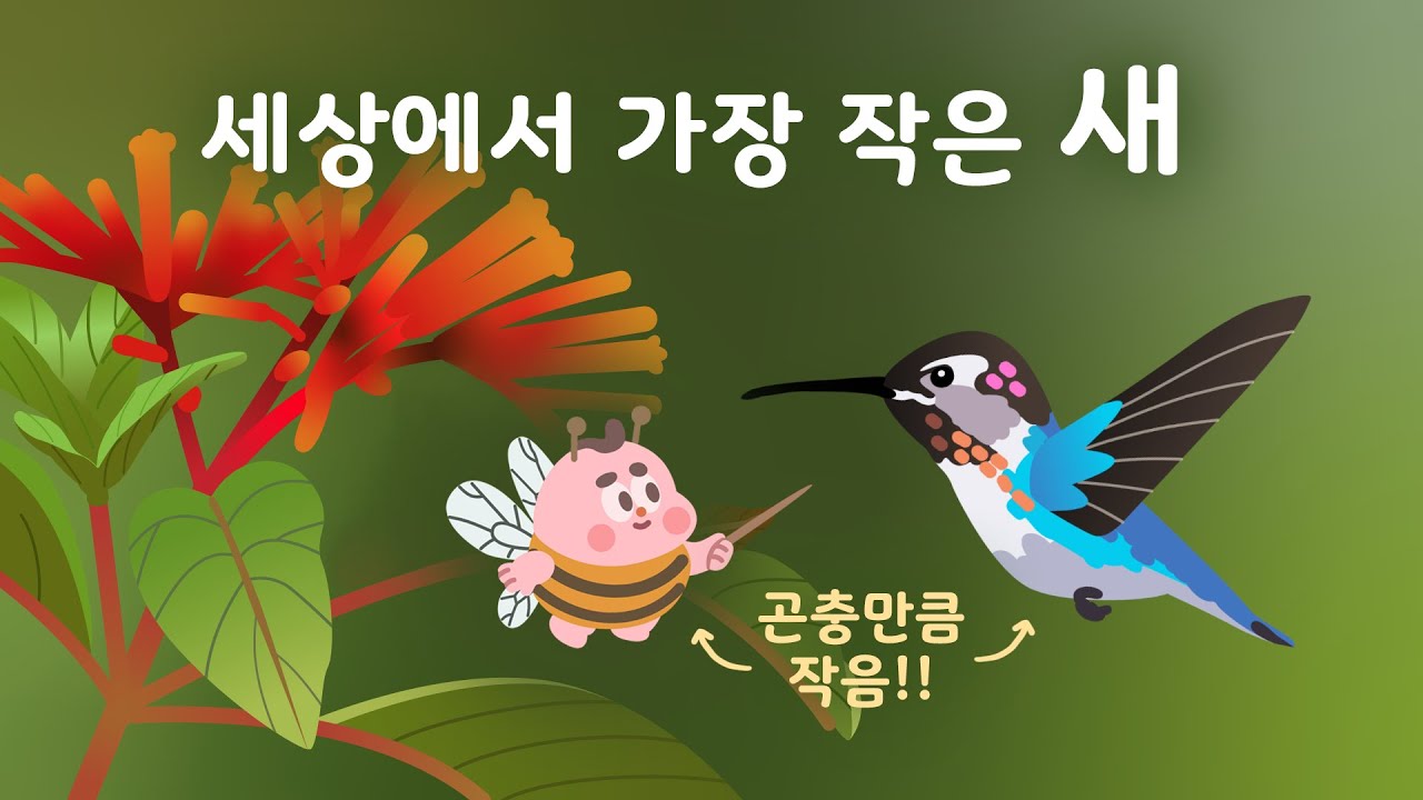 세상에서 가장 작은 새 벌새 Youtube