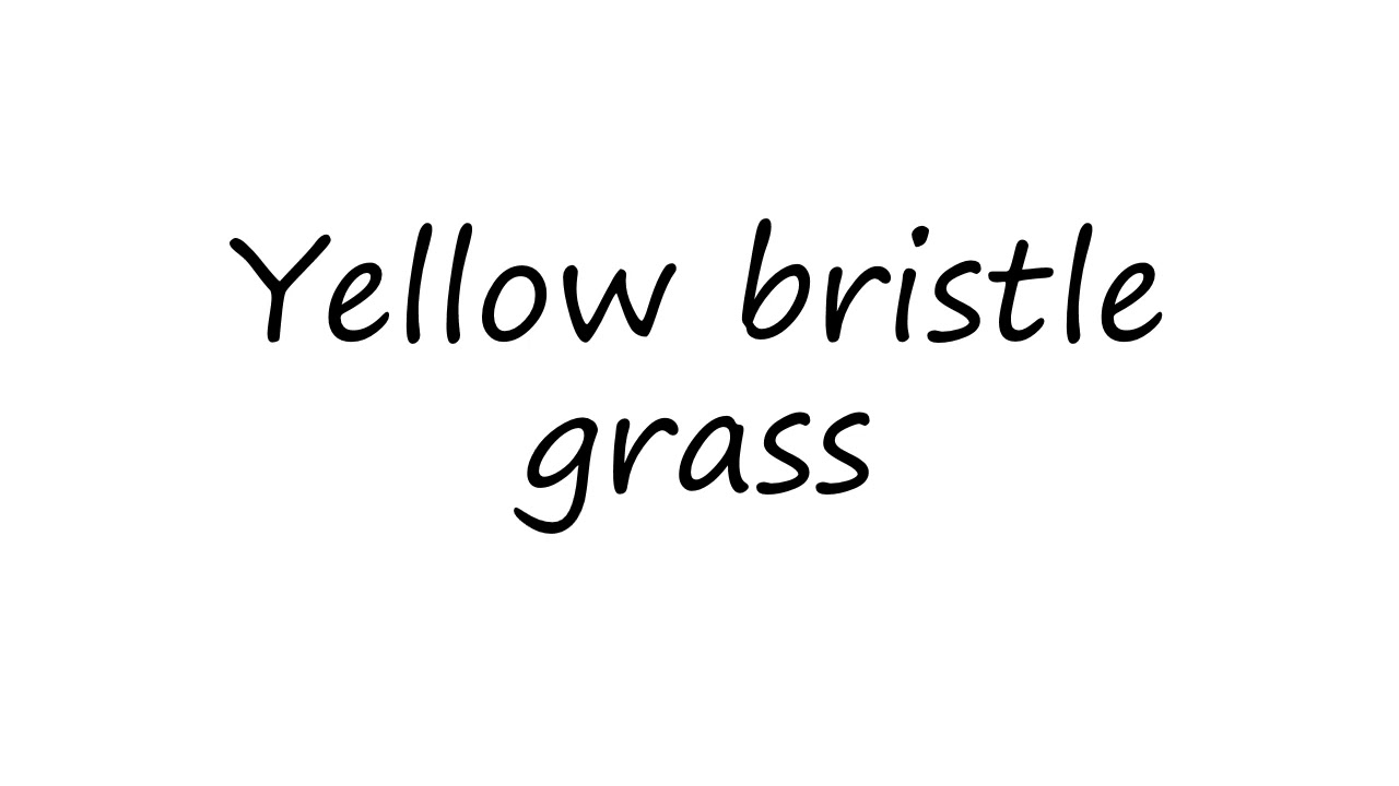 How To Pronounce Yellow Bristle Grass YouTube how-to-pronounce-yellow-bristle-grass-youtube