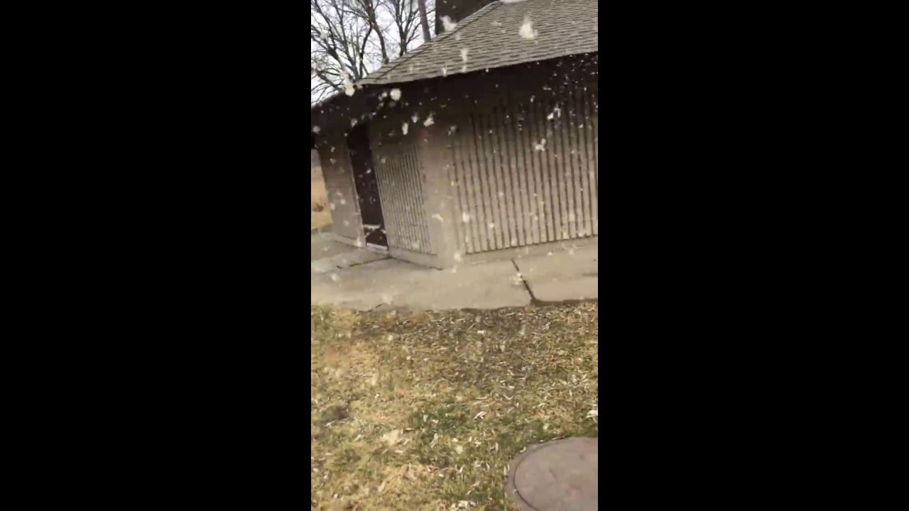 exploding cattails - YouTube