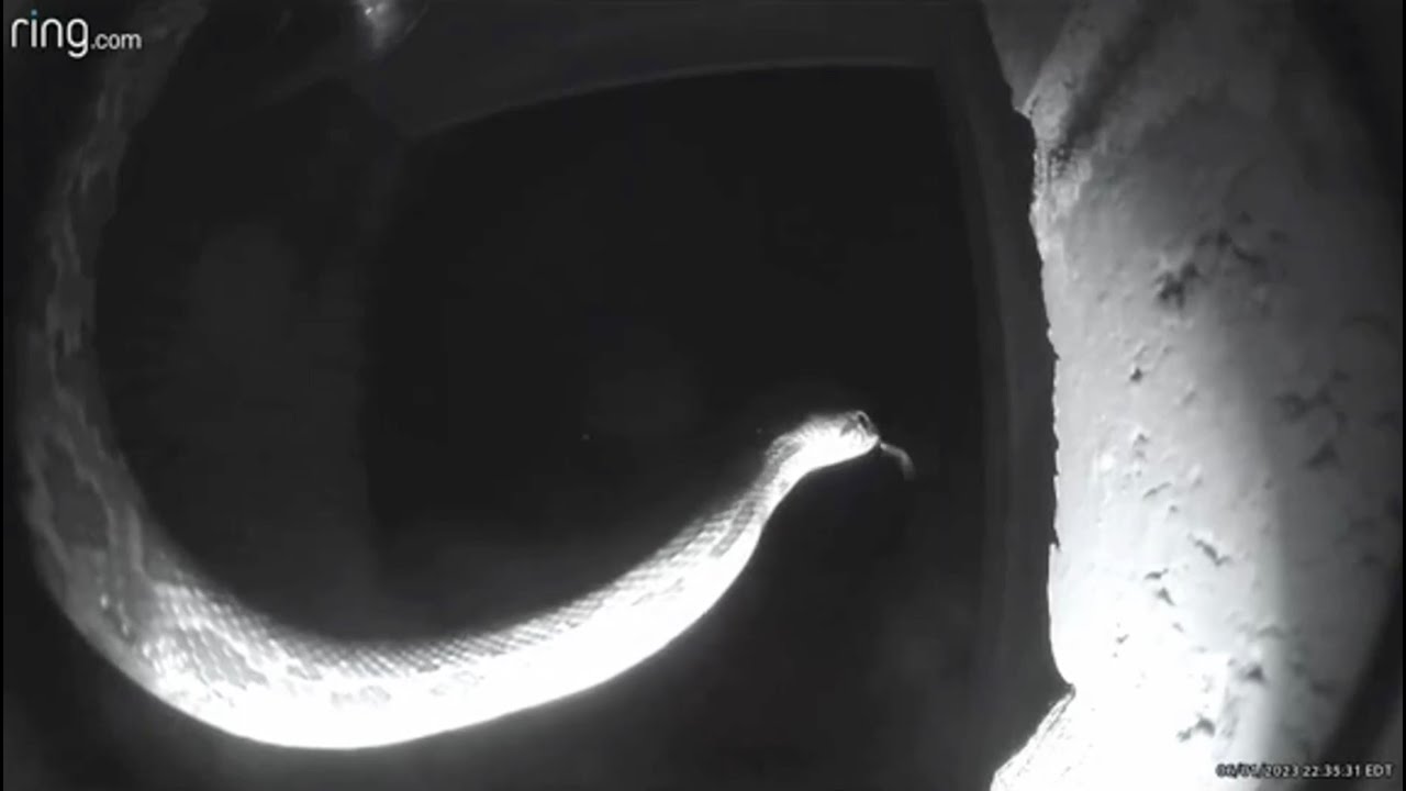 Doorbell Vidz: Funny Animals《Caught On Ring Doorbell》 - YouTube