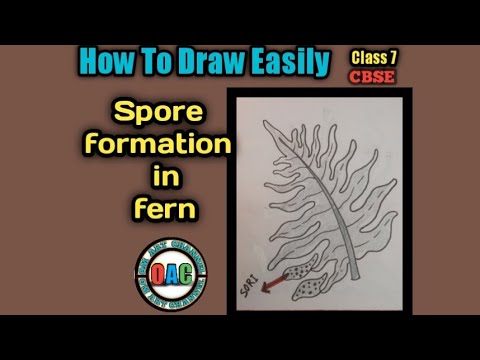 Fern diagram | how to draw fern diagram | fern | how to draw easy fern ...