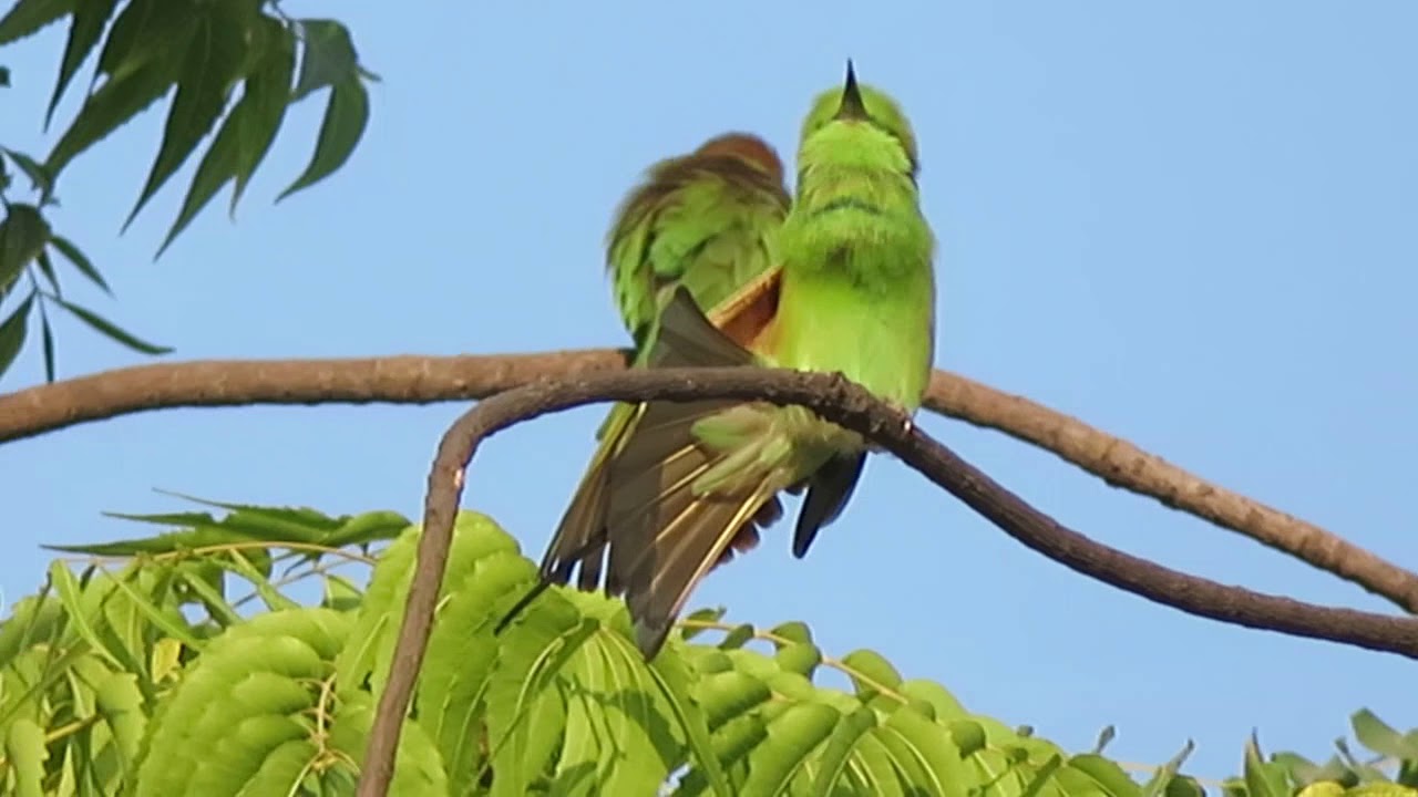 Green Bee Eater Birds & Morning Sounds - YouTube