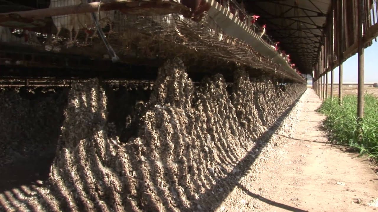 Piles Of Manure Under Chicken Battery Cages - YouTube