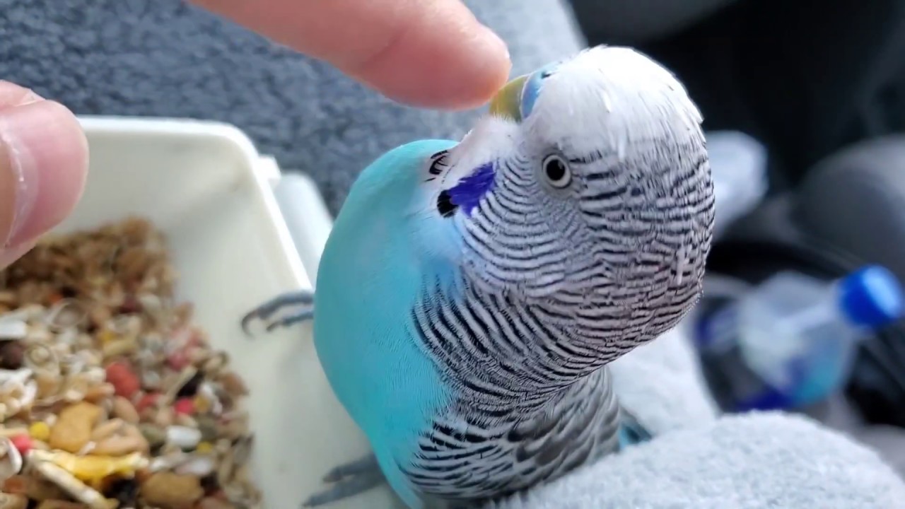Blue beautiful parakeet likes scratching - YouTube